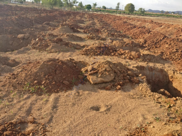 High Density Mango Plantation in Mahbubnagar, Telangana | Milaap