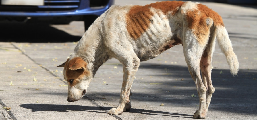 2. Most of the stray dogs do not have a shelter and can be seen ...